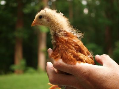 Breed Profile: Golden Comet Chickens - Backyard Poultry